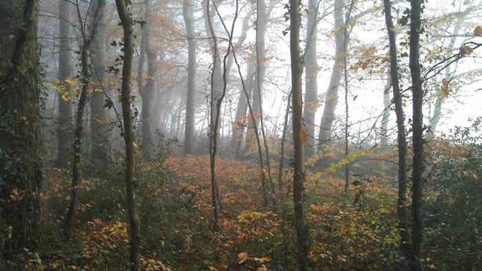 Continuous Cover Forestry in Ireland Ecoplan Forestry