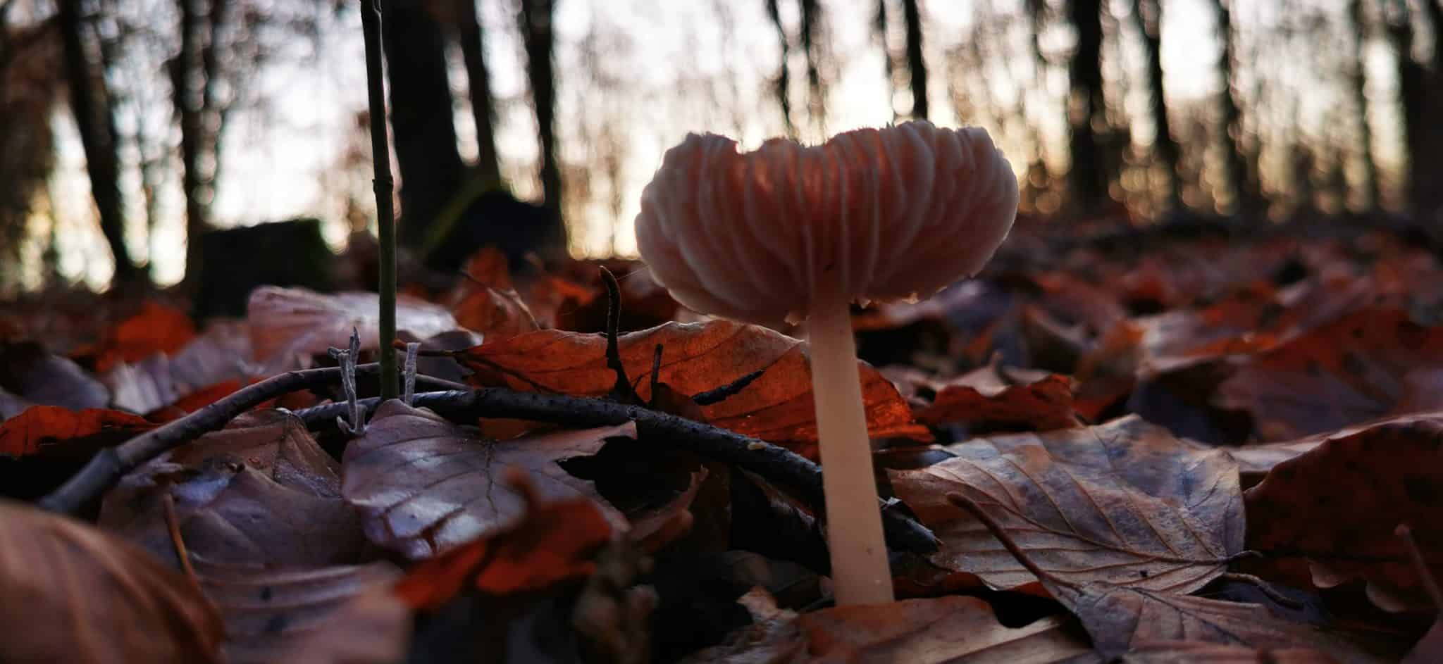 What is Ecoforestry? Forest Biodiversity Management