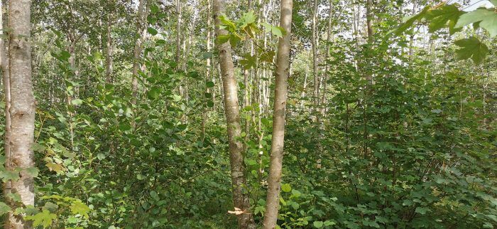 Continuous Cover Forestry in Ireland Ecoplan Forestry