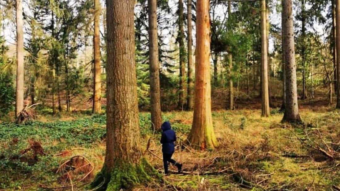 What is Forest Bathing the Japanese therapy of Shinrin-yoku?