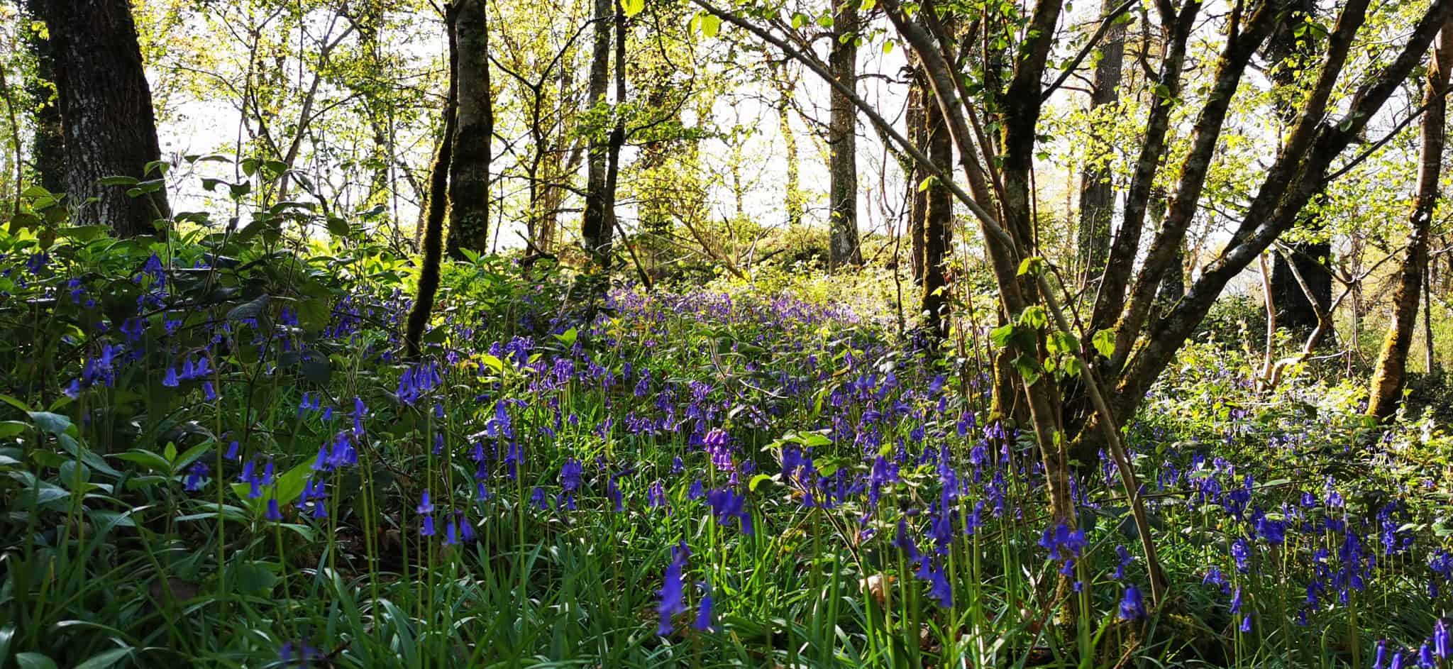 Native Woodland Management in Ireland – Ecoplan Forestry