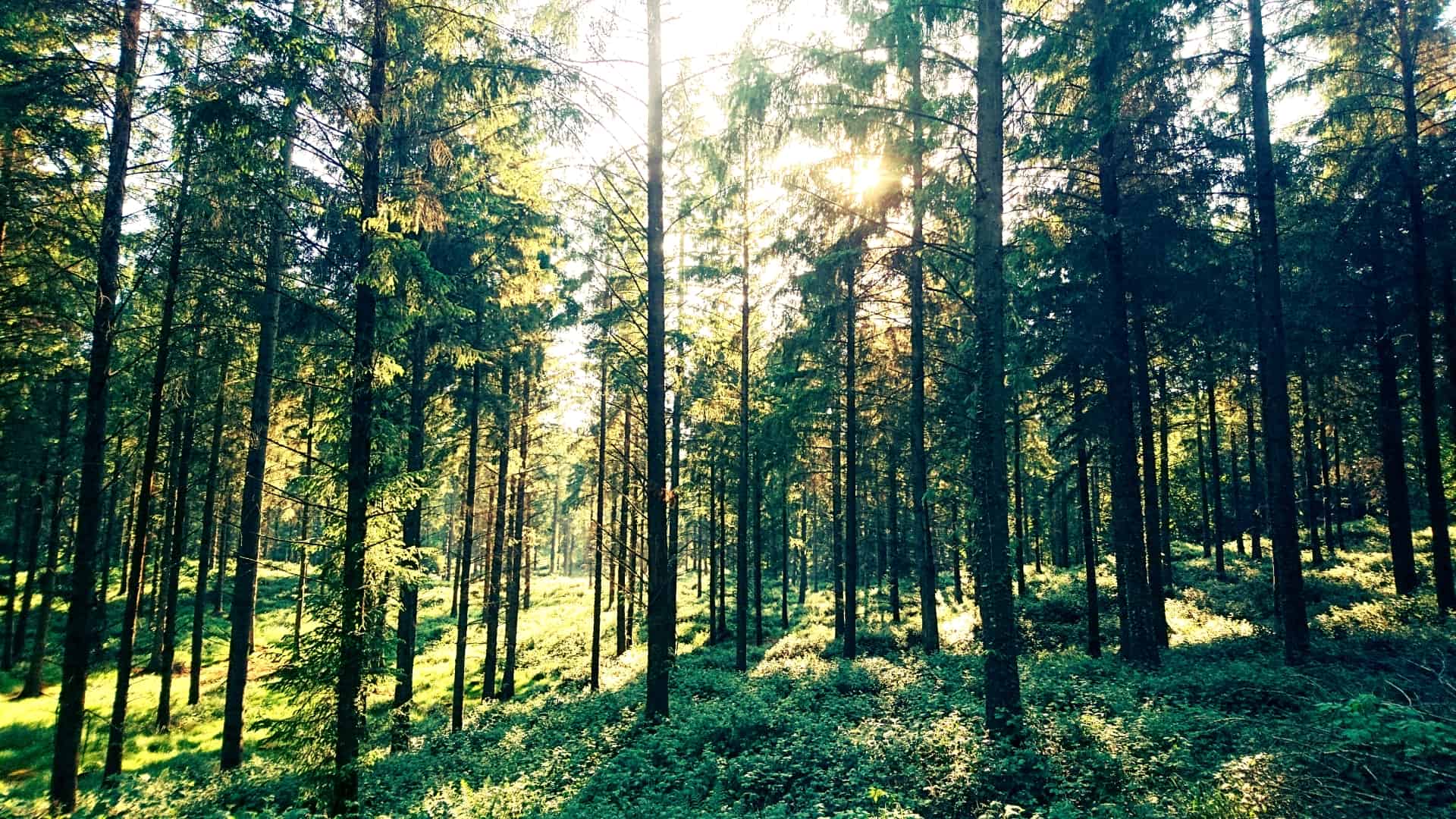 Expert Forest Asset Management - Ecoplan Forestry Limited