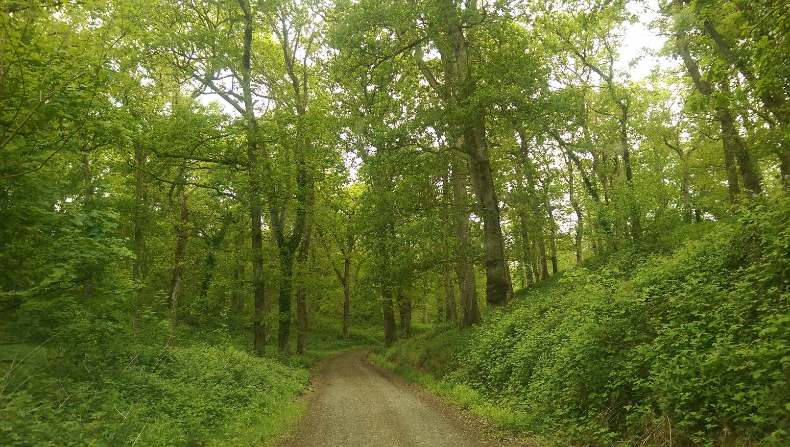 Native Woodland Management in Ireland – Ecoplan Forestry