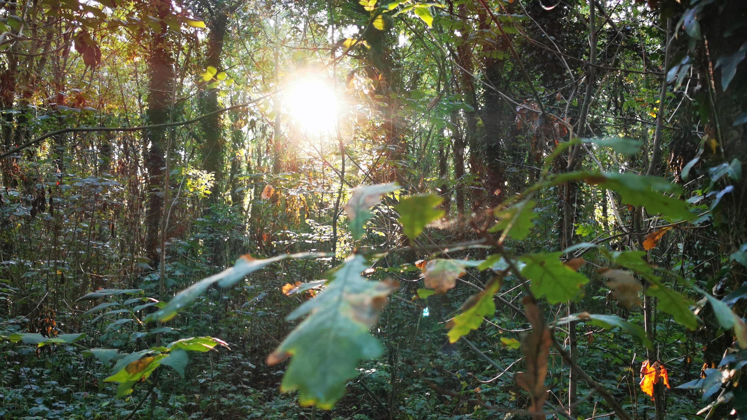 The History of Irish Forestry: From Ancient Roots to Modern Sustainability