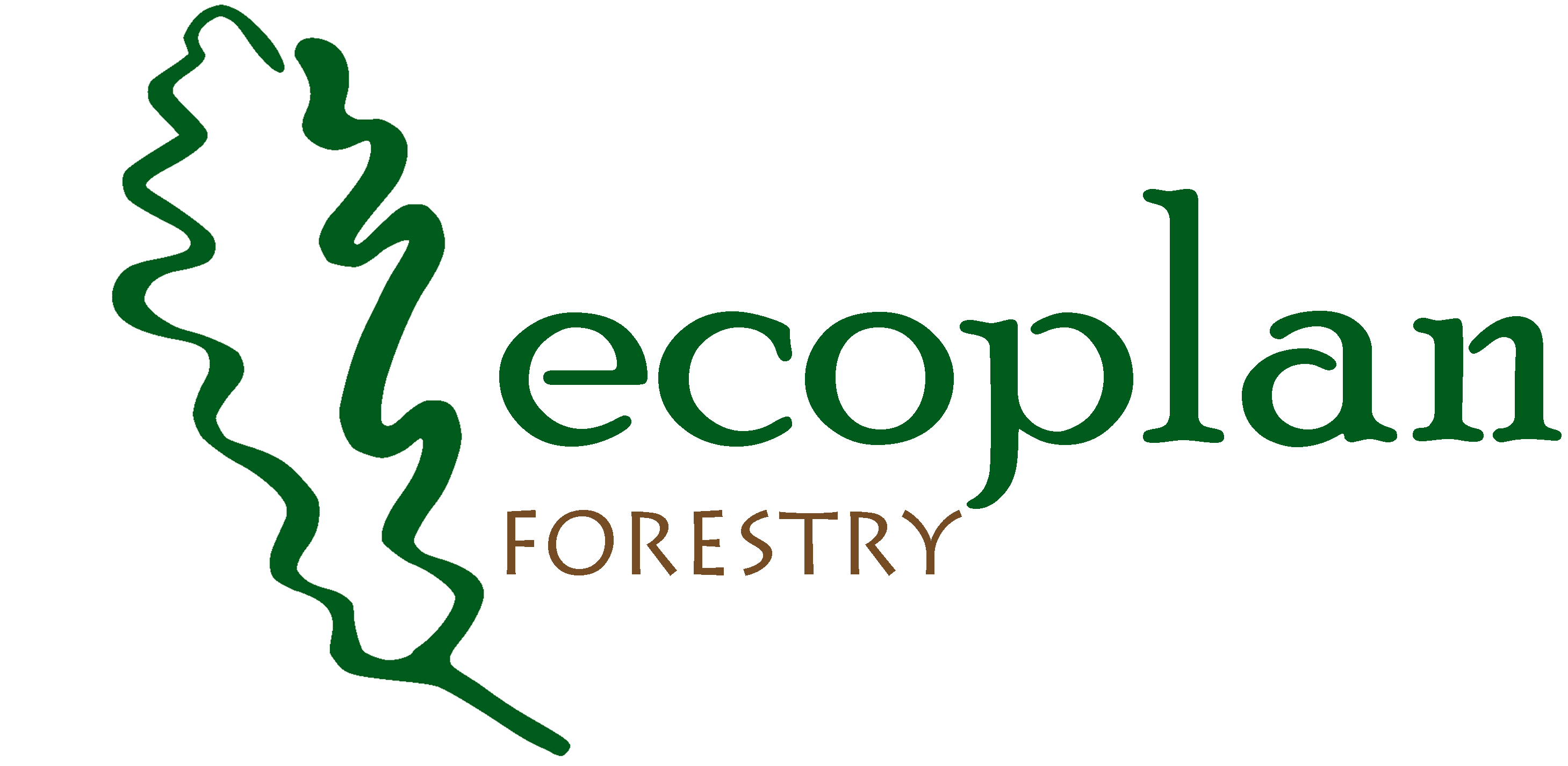 The History of Irish Forestry: From Ancient Roots to Modern Sustainability