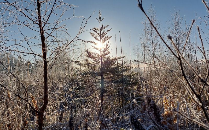 Ecoplan Forestry - Irelands Enlightened Forestry Company